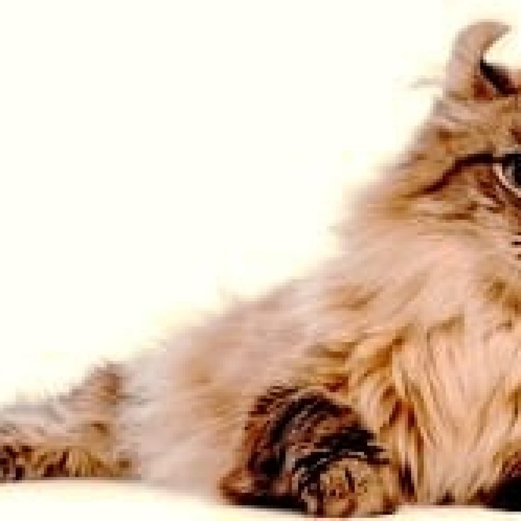 The Fascinating Features of Munchkin American Curl - Petpawty
