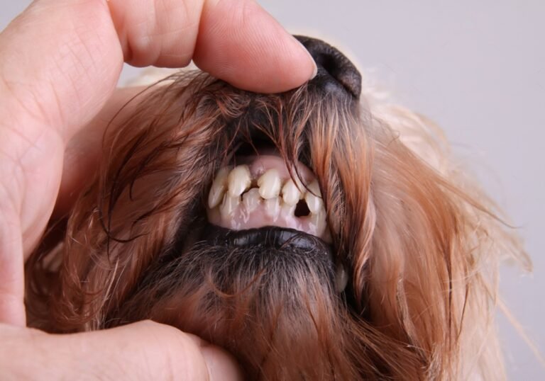 4 Stages of Tooth Decay in Dogs: Protect Your Dog's Health - Petpawty